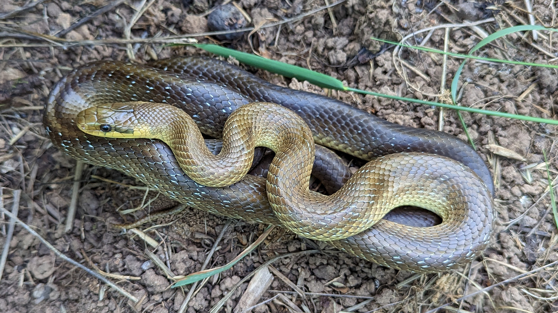 Couleuvre d’esculape – Charente Nature