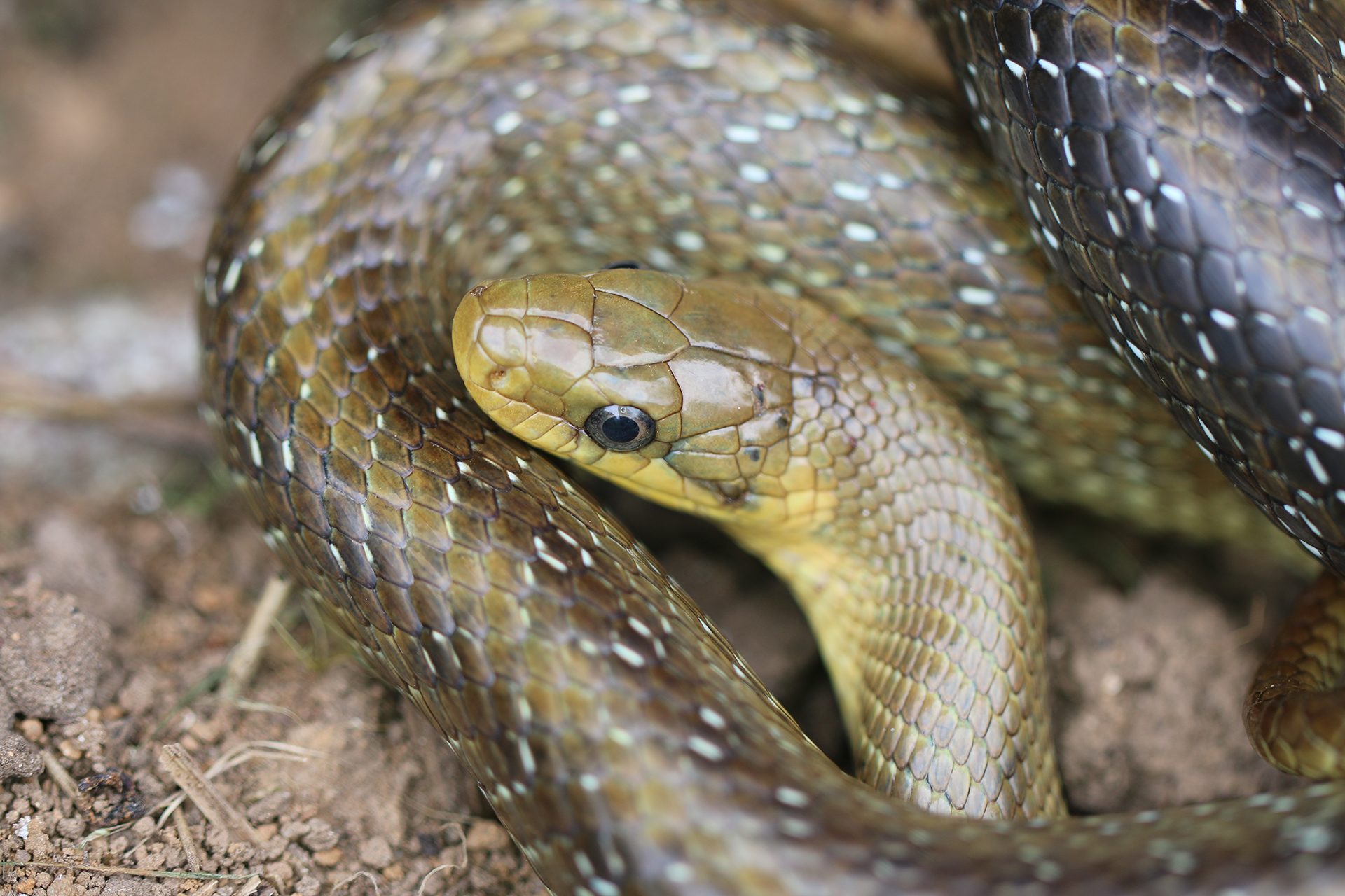 Couleuvre d’esculape – Charente Nature