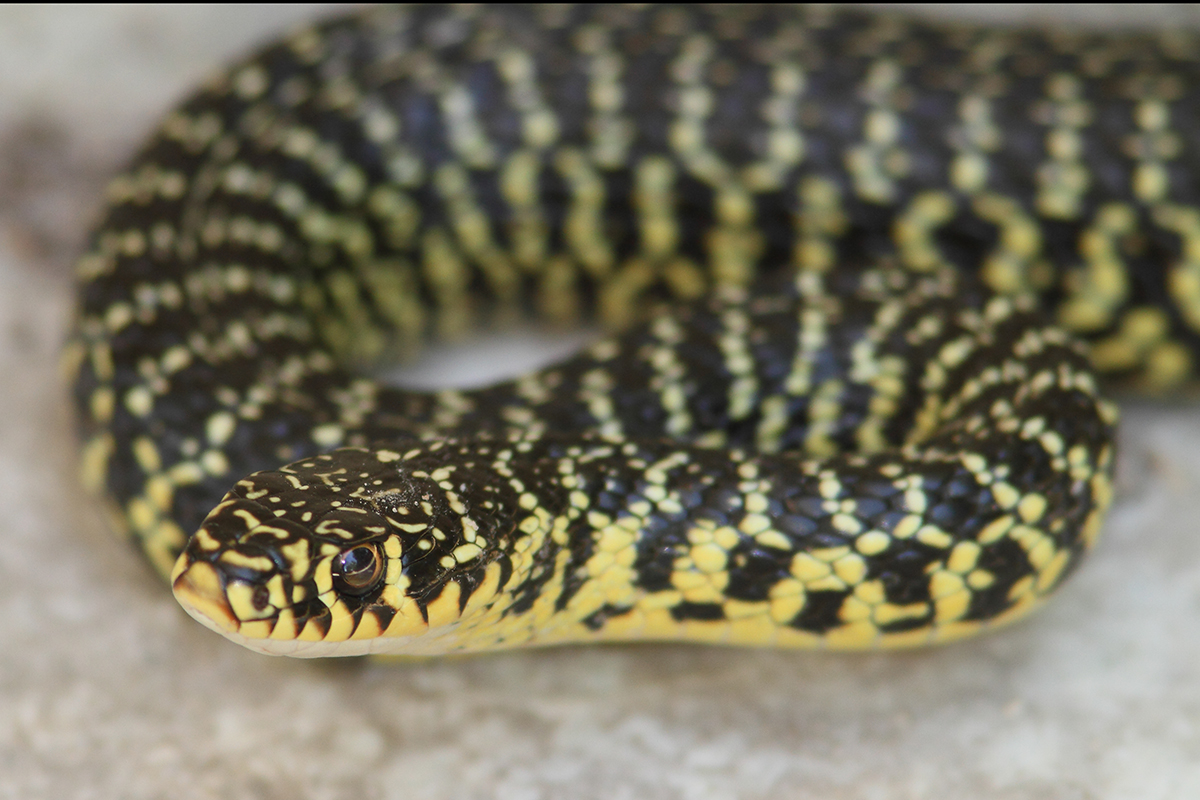Couleuvre verte et jaune – Charente Nature