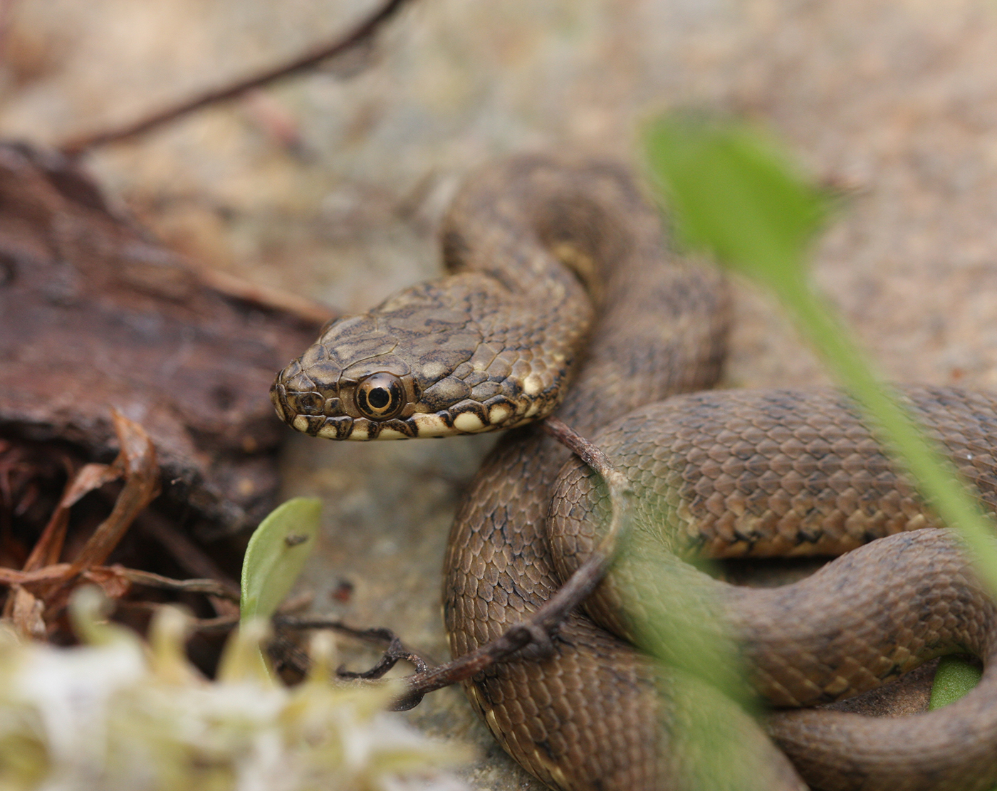 Couleuvre vipérine – Charente Nature