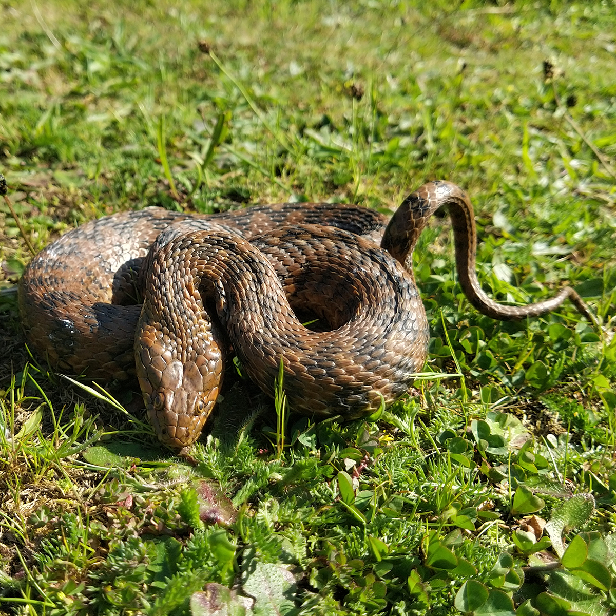Couleuvre vipérine – Charente Nature
