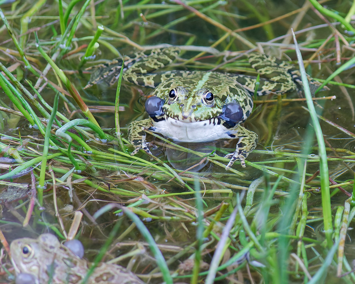 Avril 2025 – Charente Nature